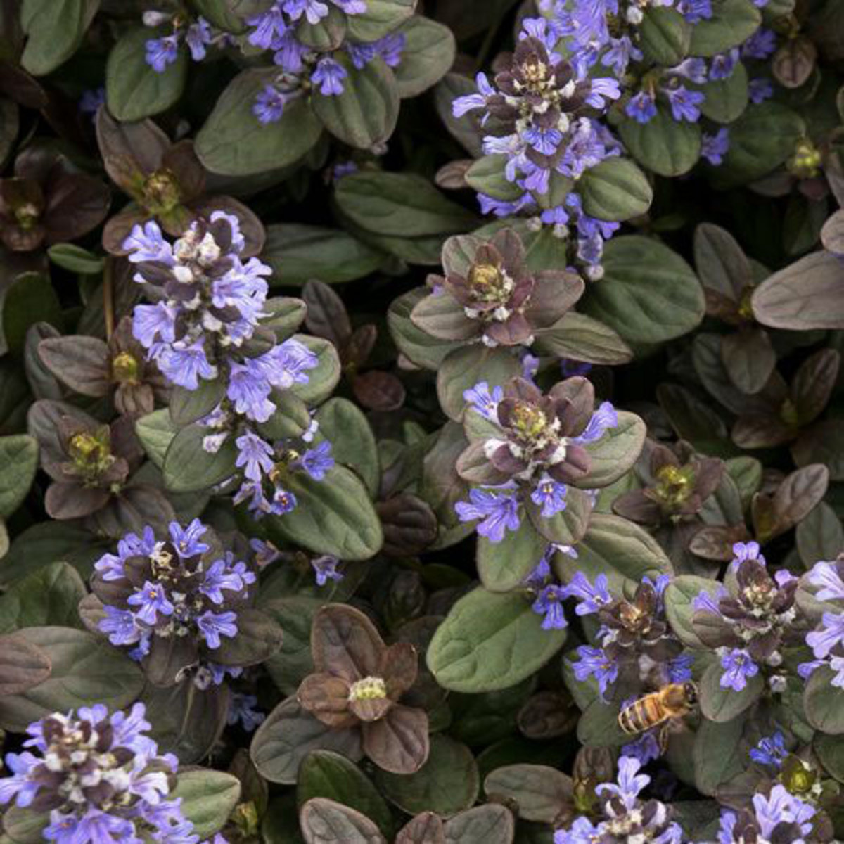 Ajuga Reptans Chocolate Chip Bugleweed | SiteOne