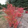 Cotoneaster X Bronfire Autumn Inferno Cotoneaster | SiteOne