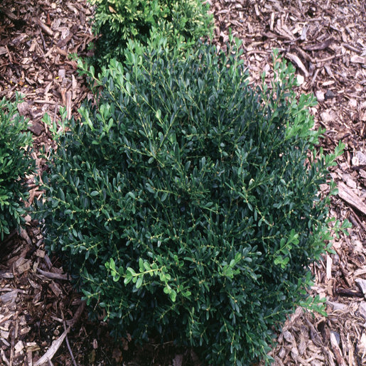 Buxus Microphylla Sugarbush Littleleaf Boxwood | SiteOne