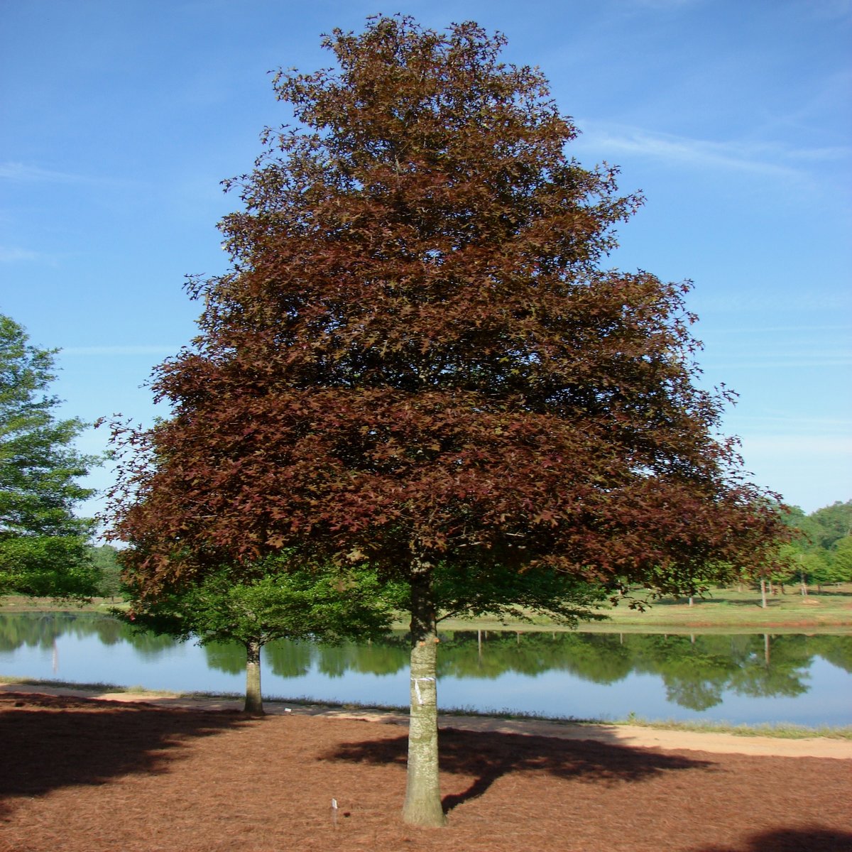 Quercus Nuttallii Sangria Red Leaf Nuttall Oak | SiteOne
