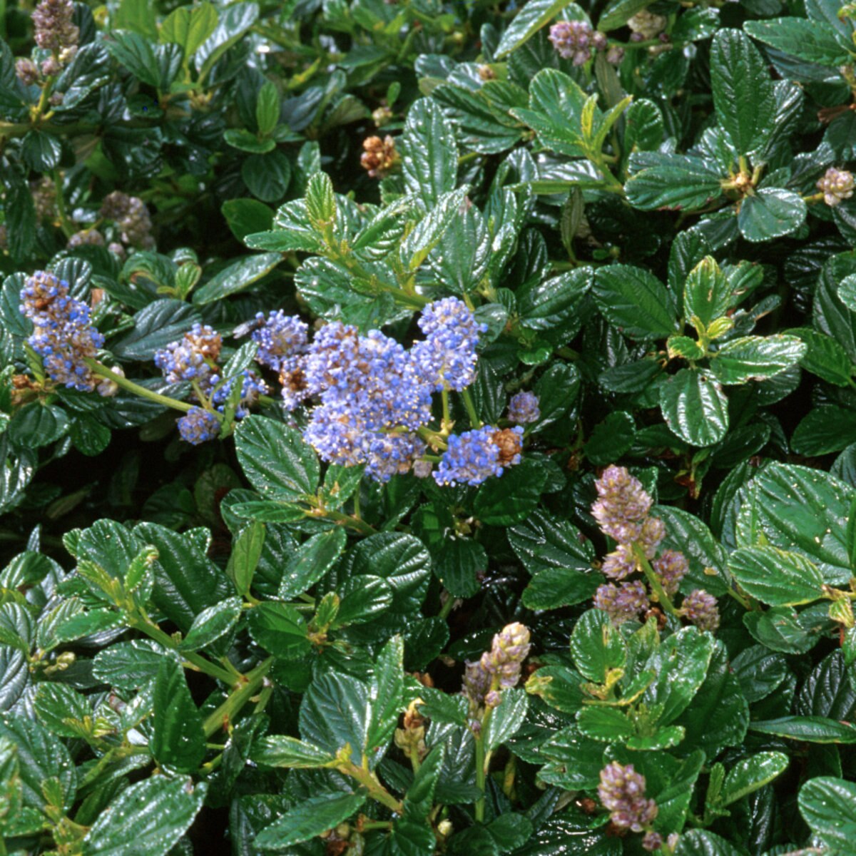 Ceanothus Gloriosus Point Reyes | SiteOne