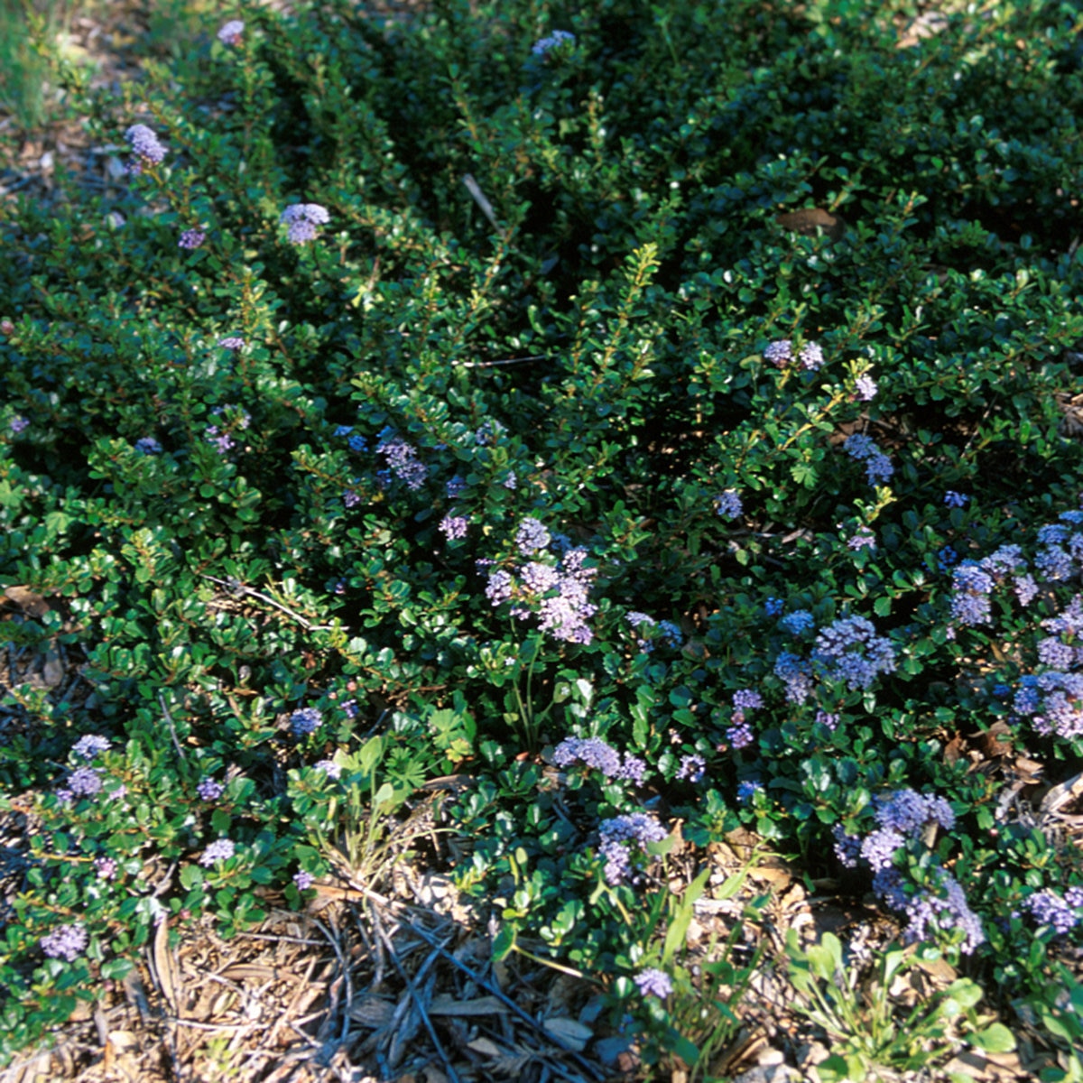 Ceanothus Gloriosus Point Reyes | SiteOne