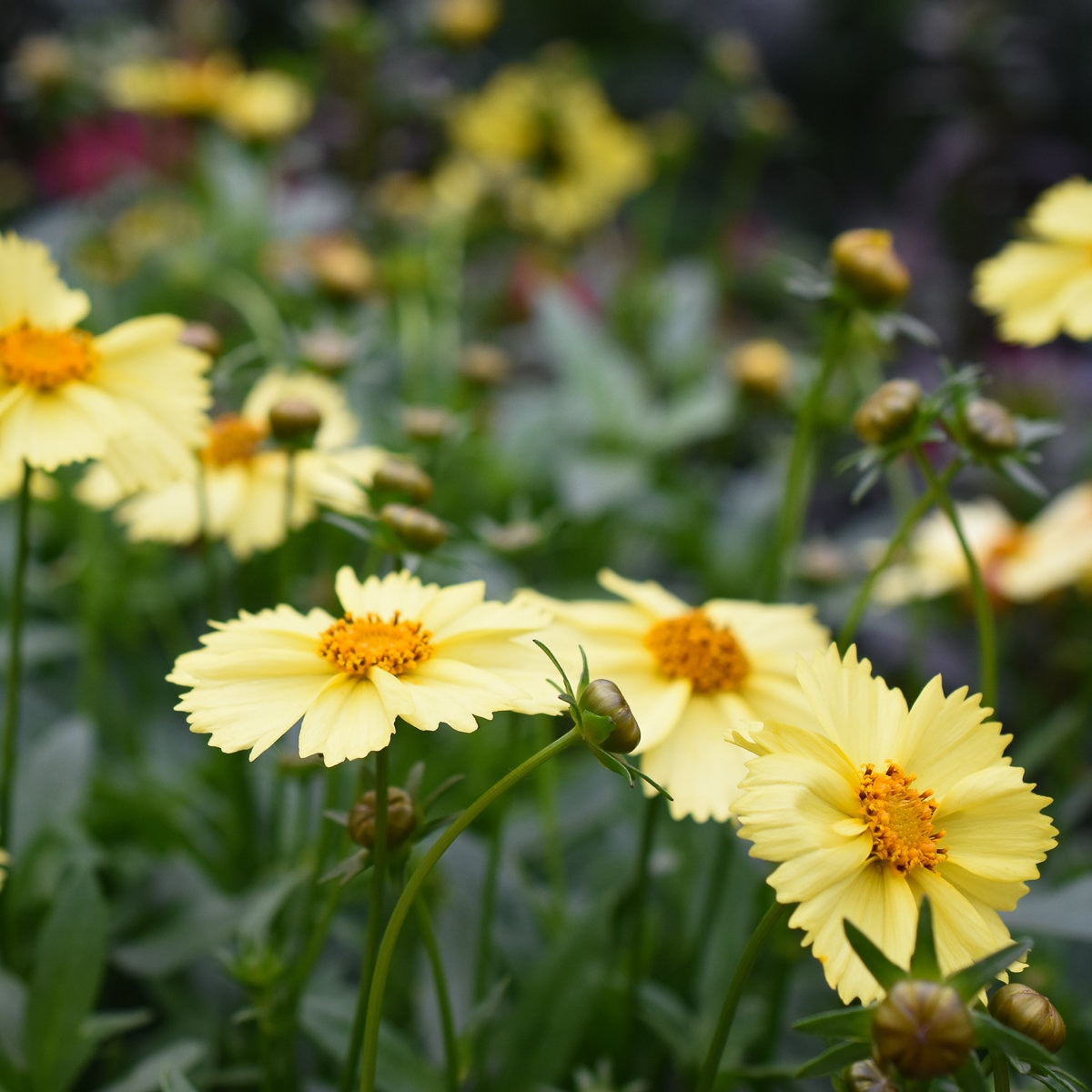 Coreopsis Grandiflora Solanna Glow Tickseed | SiteOne