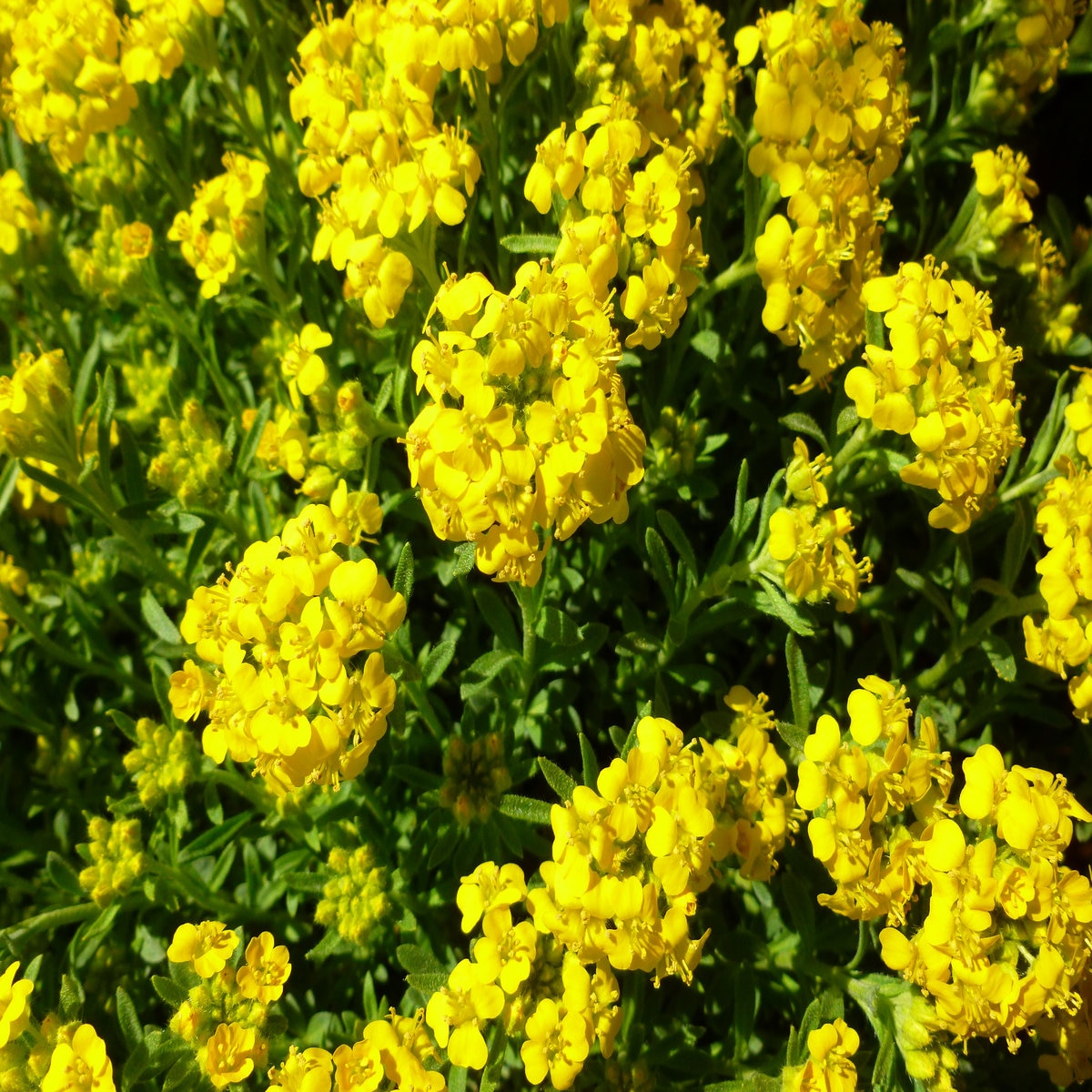 Alyssum Wulfenianum Golden Spring Madwort | SiteOne