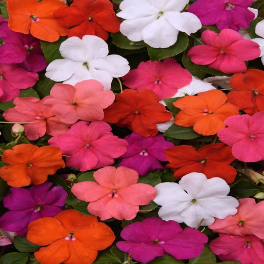 Impatiens Walleriana Beacon Formula Mixture Impatiens | SiteOne