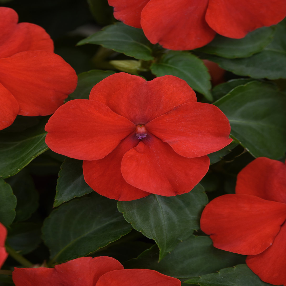 Impatiens Walleriana Beacon Bright Red Impatiens | SiteOne