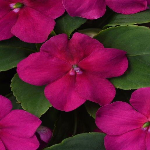 Impatiens Walleriana Beacon Violet Shades Impatiens | SiteOne