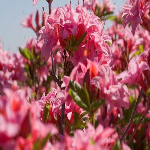 Rhododendron Electric Lights Double Pink Azalea | SiteOne