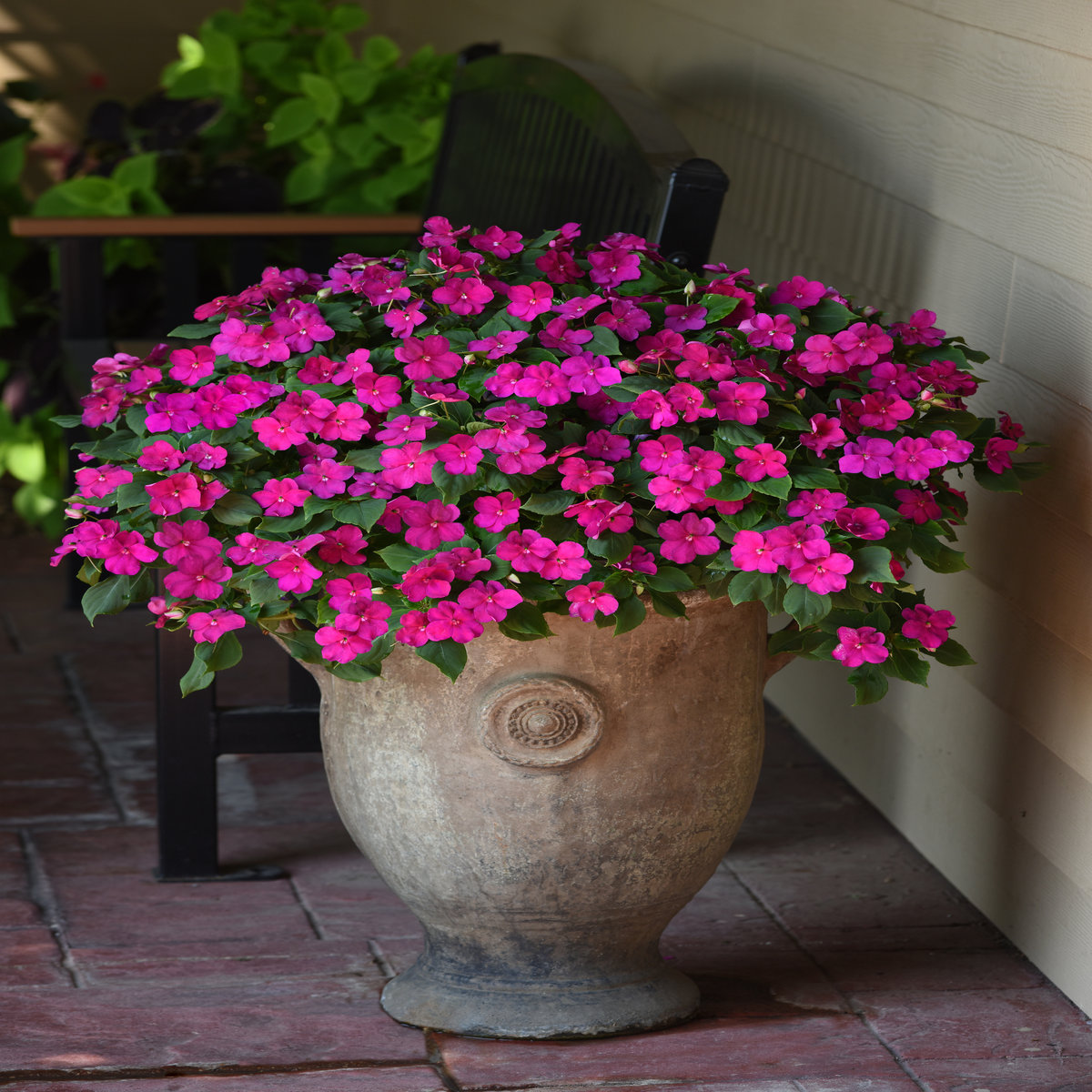 Impatiens Walleriana Beacon Violet Shades Impatiens | SiteOne