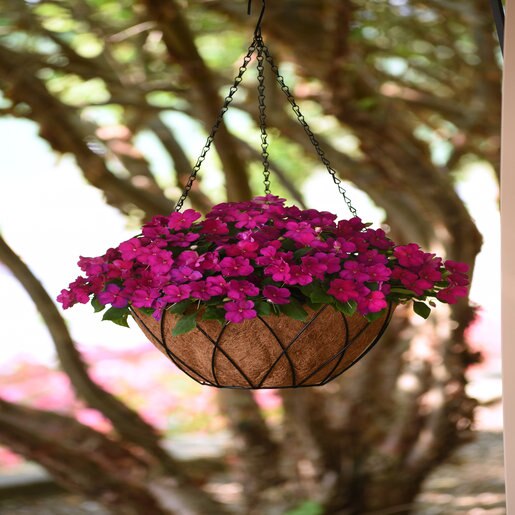 Impatiens Walleriana Beacon Violet Shades Impatiens | SiteOne