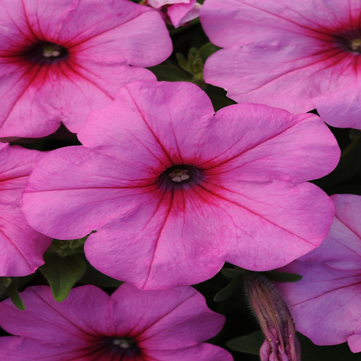 Petunia X Hybrida Easy Wave Pink Passion Spreading Petu | SiteOne