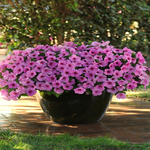 Petunia X Hybrida Easy Wave Pink Passion Spreading Petu | SiteOne