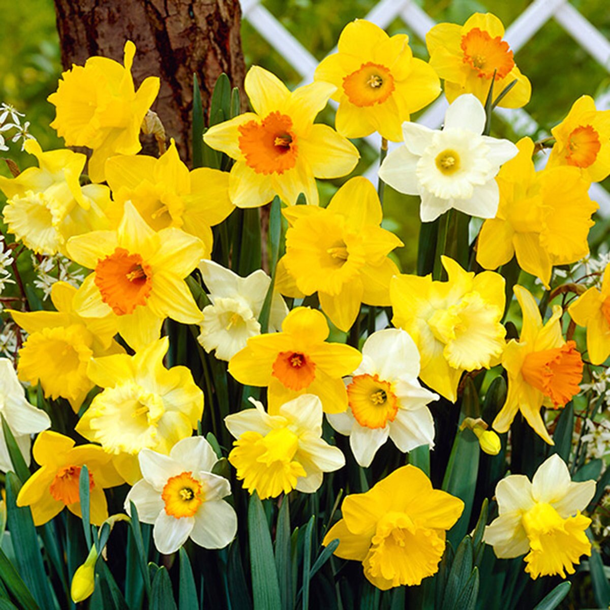 Narcissus Bulb All Season Large Cup Mixture Daffodil | SiteOne