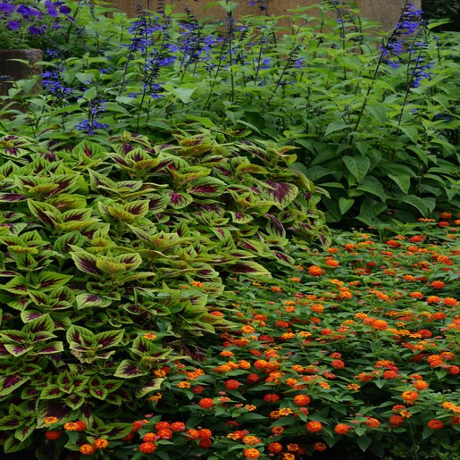 Solenostemon Scuttellarioides French Quarter Coleus | SiteOne