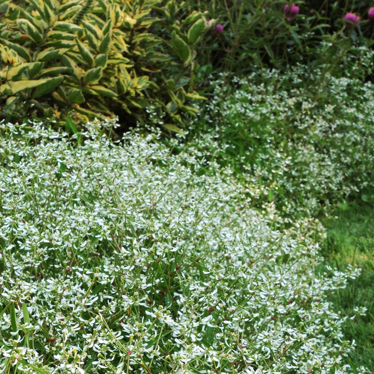 Euphorbia Hypericifolia Breathless White Euphorbia | SiteOne