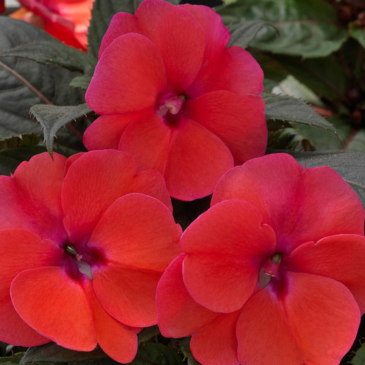 Impatiens X Hybrida SunPatiens Compact Deep Rose New Gu | SiteOne