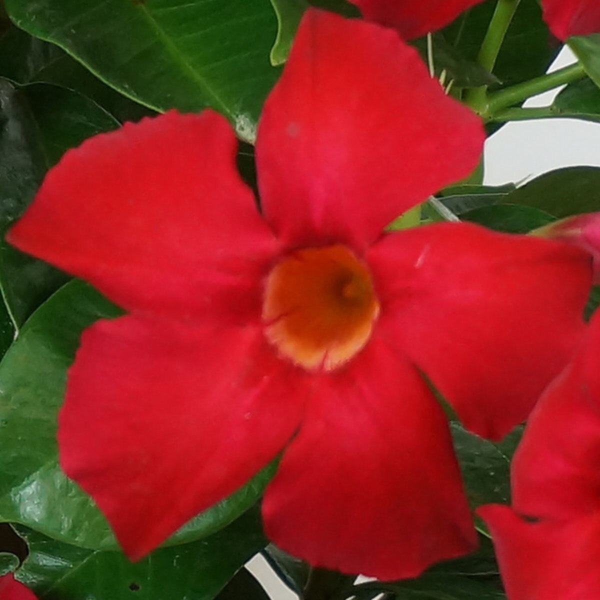Mandevilla X Tropical Breeze Flaming Red Mandevilla | SiteOne