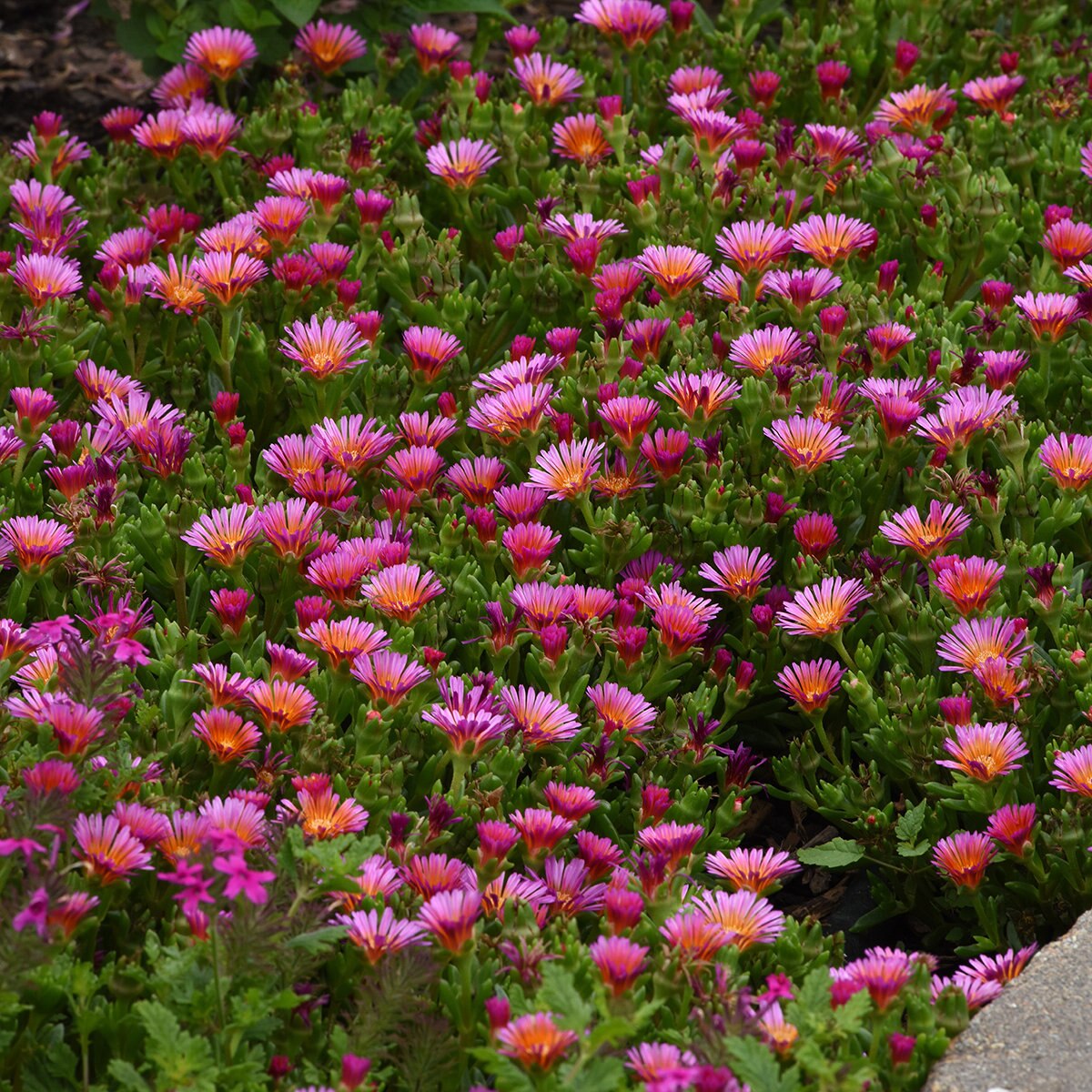 Delosperma X Ocean Sunset Orange Glow Portfolio Ice Pla | SiteOne