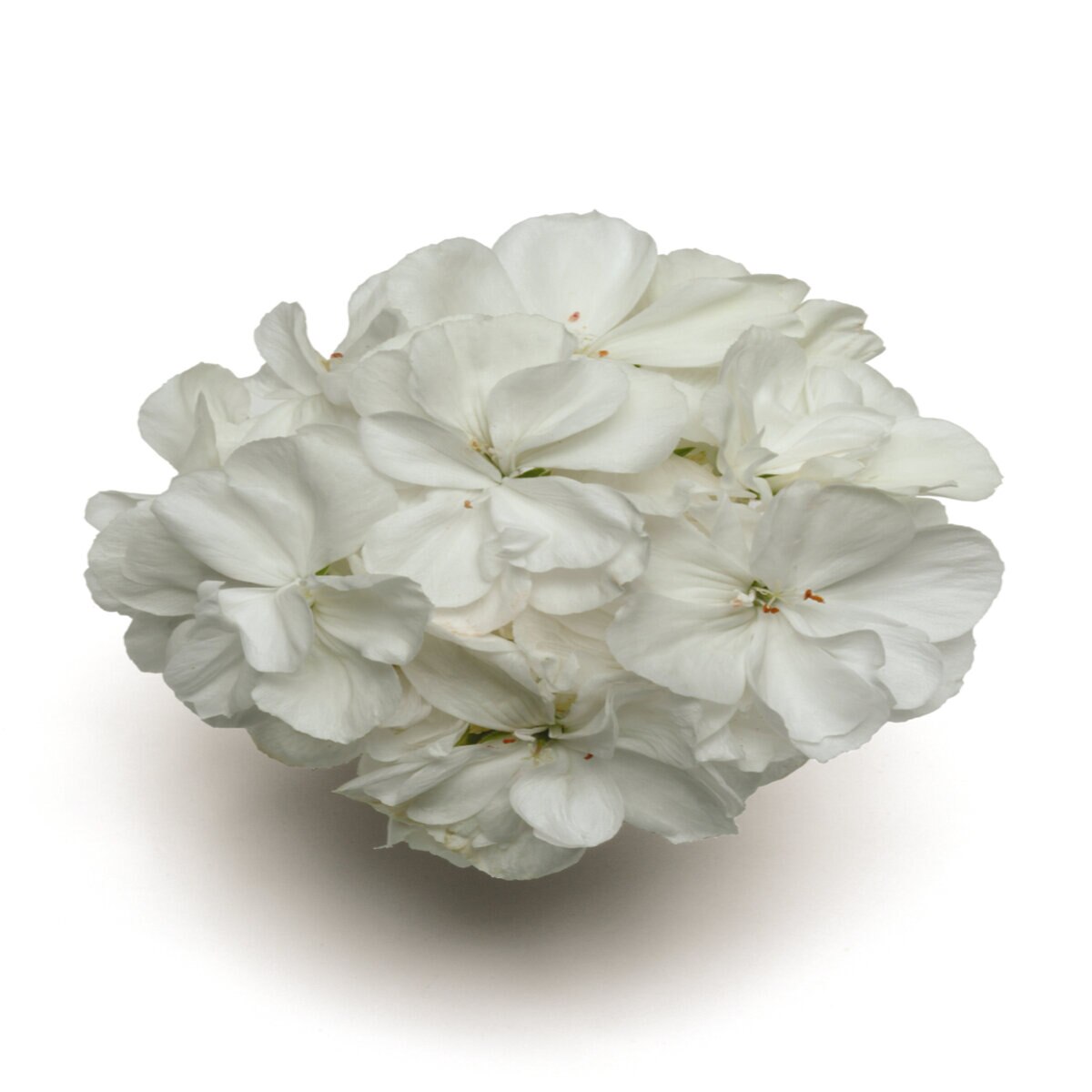 Pelargonium Hortorum Presto White Zonal Geranium | SiteOne