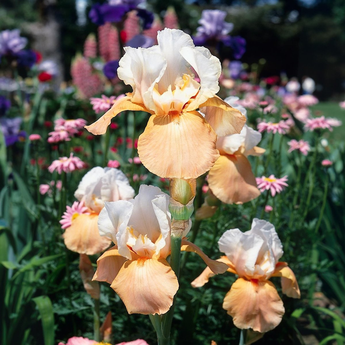 Iris Germanica Invitation Bearded Iris | SiteOne