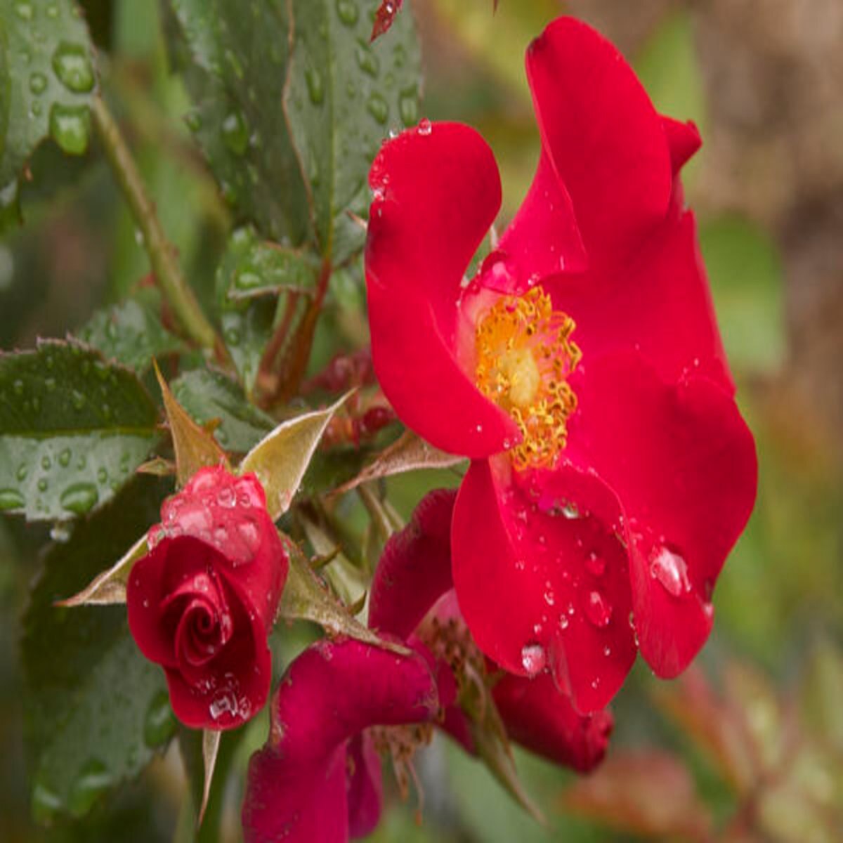 Rosa X Easy Elegance Screaming Neon Red Rose | SiteOne