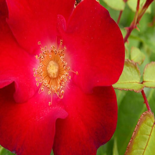 Rosa X Easy Elegance Screaming Neon Red Rose | SiteOne