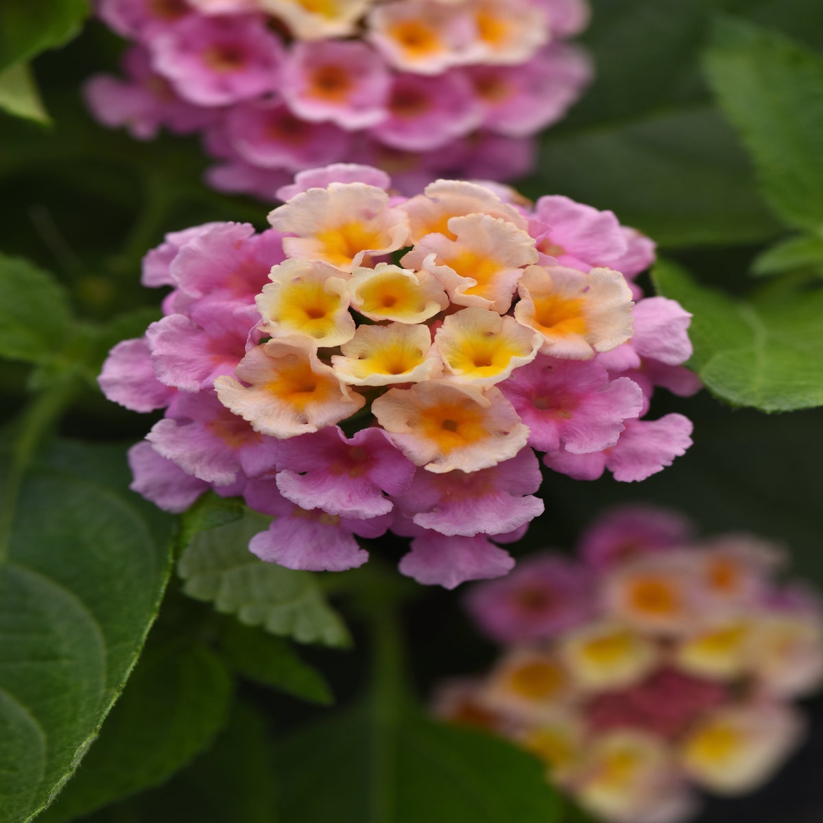 Lantana Camara Bloomify Pink Lantana | SiteOne