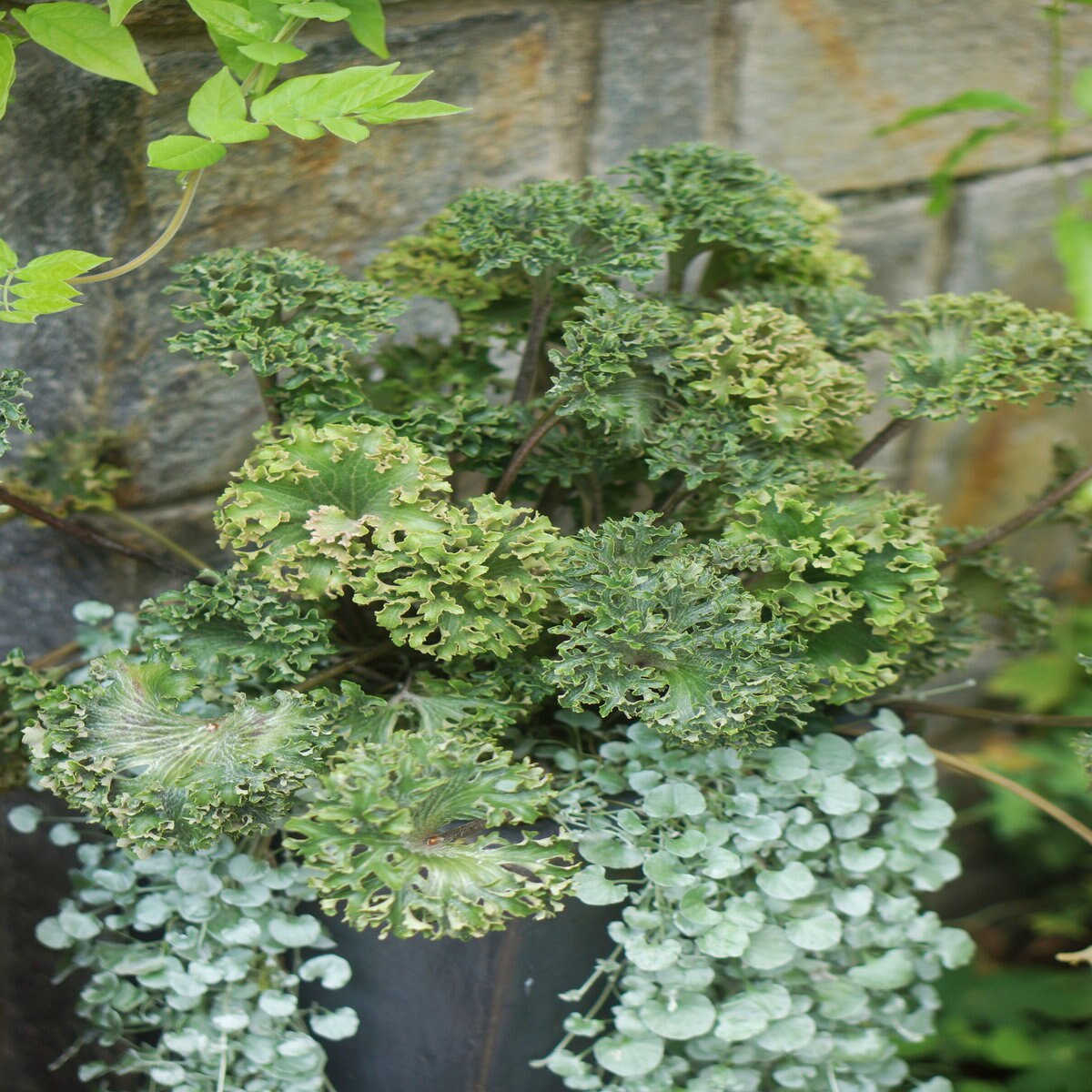 Farfugium Japonicum Wavy Gravy Leopard Plant | SiteOne