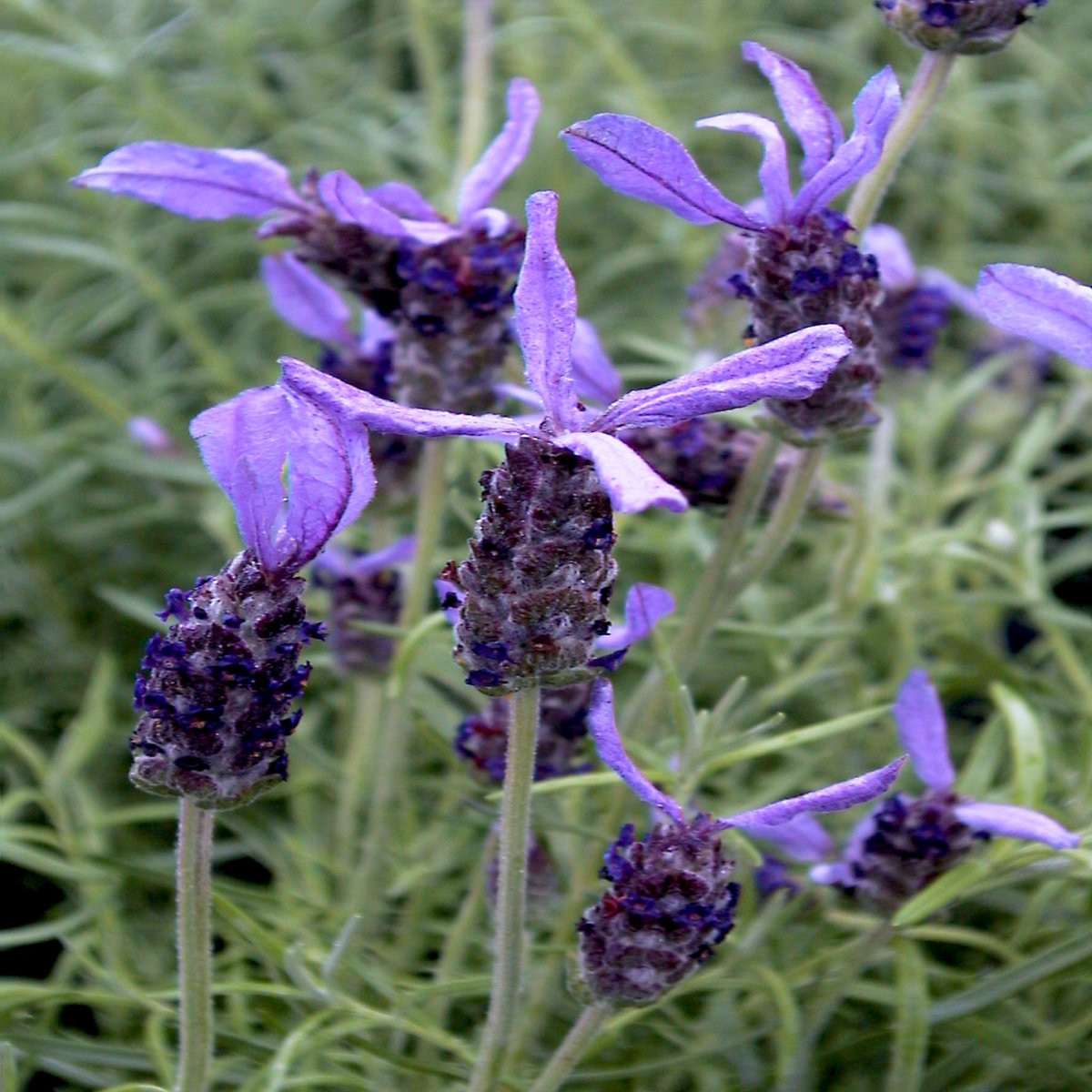 Lavandula Stoechas Madrid Lavish Pink Spanish Lavender | SiteOne