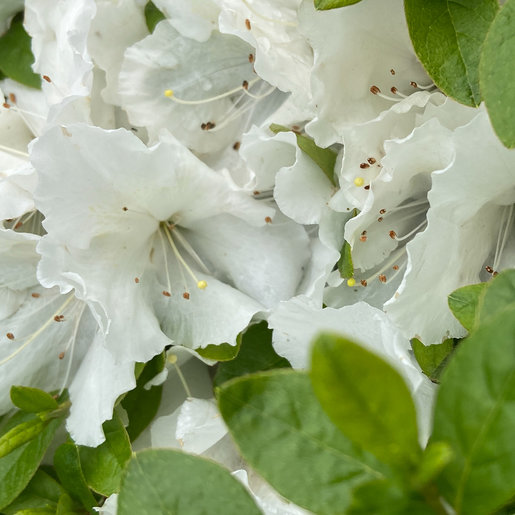 Rhododendron X Girard Pleasant Azalea | SiteOne