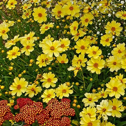 Coreopsis X Big Bang Full Moon Tickseed | SiteOne