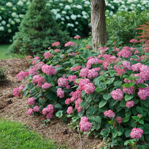 Hydrangea Arborescens Invincibelle Ruby Smooth Hydrange | SiteOne