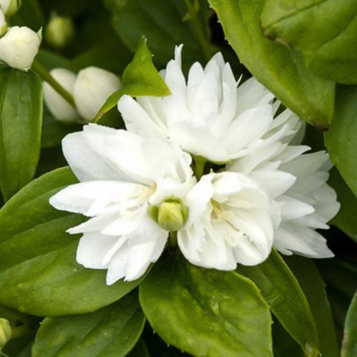 Philadelphus X Virginalis Miniature Snowflake Mock Oran | SiteOne