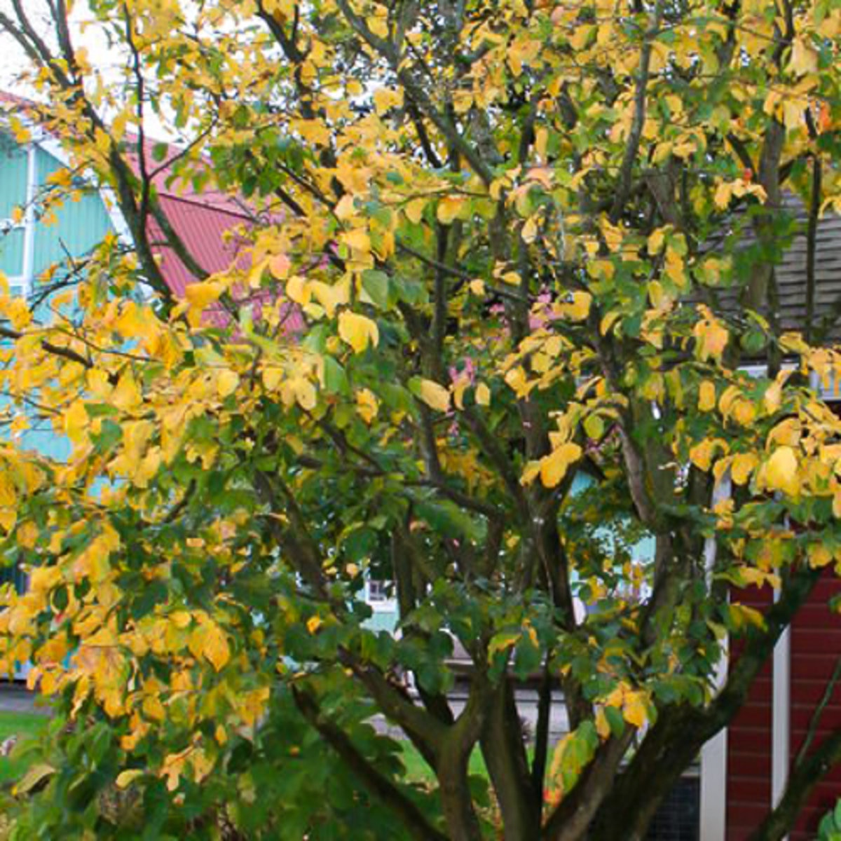 Parrotia Persica Ruby Vase Persian Ironwood | SiteOne