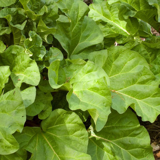 Rheum X Chipmans Canada Red Rhubarb | SiteOne