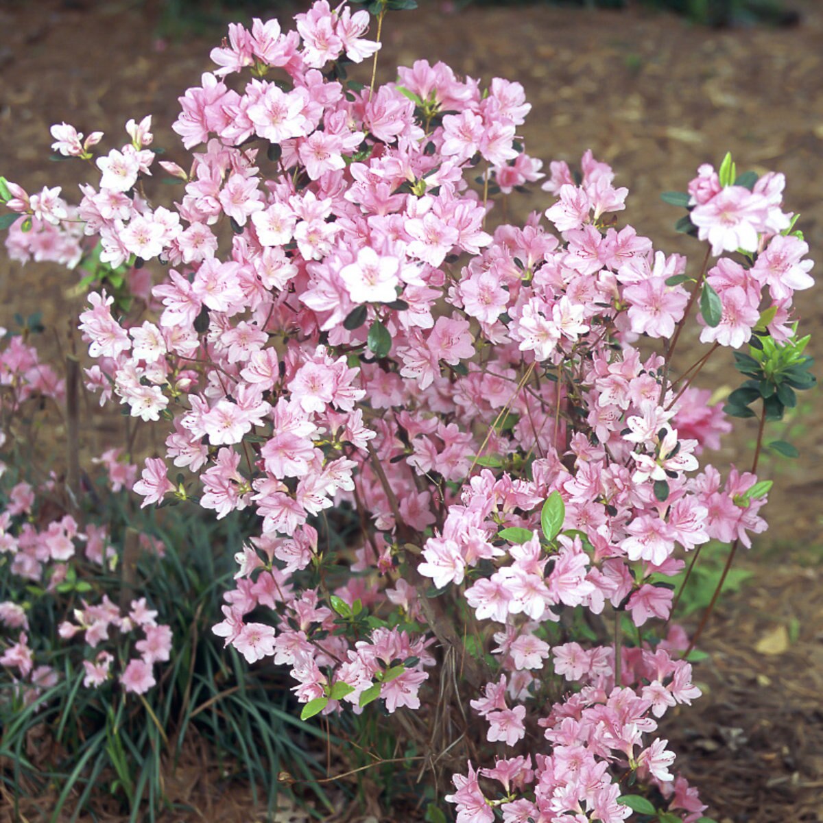 Rhododendron X Dorothy Rees Azalea | SiteOne