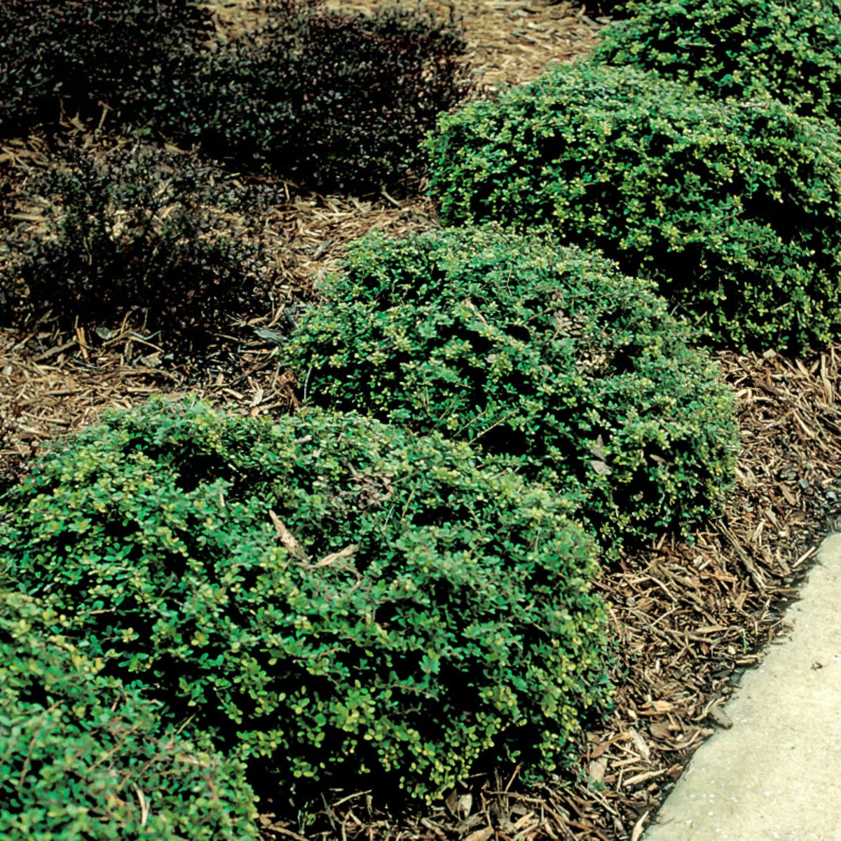 Ilex Crenata Golden Helleri Japanese Holly | SiteOne