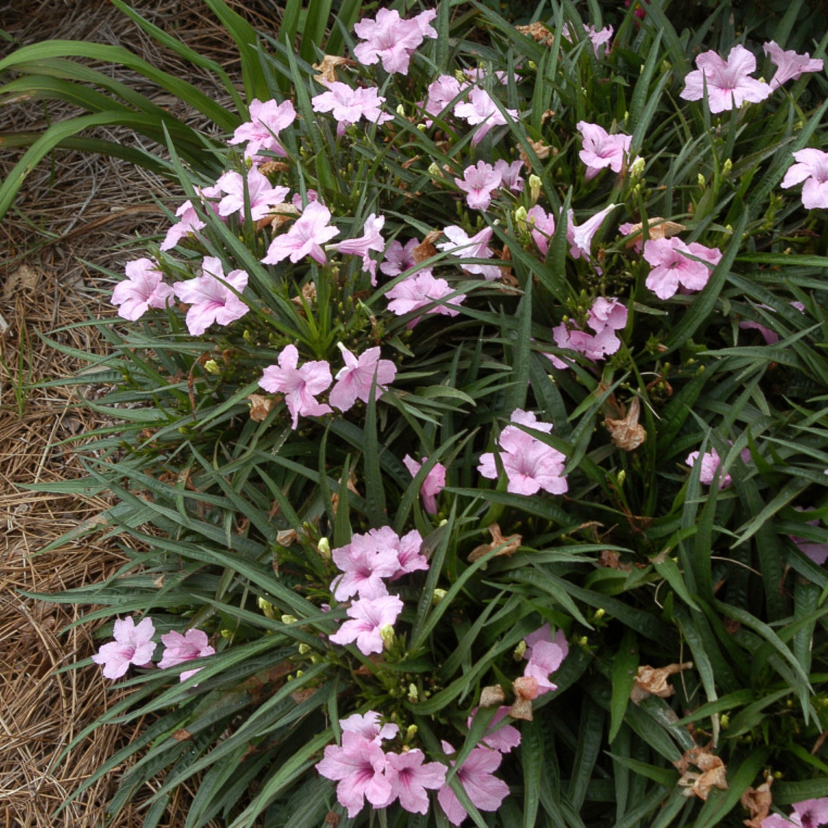 Ruellia Brittoniana Katie Pink Mexican Petunia | SiteOne