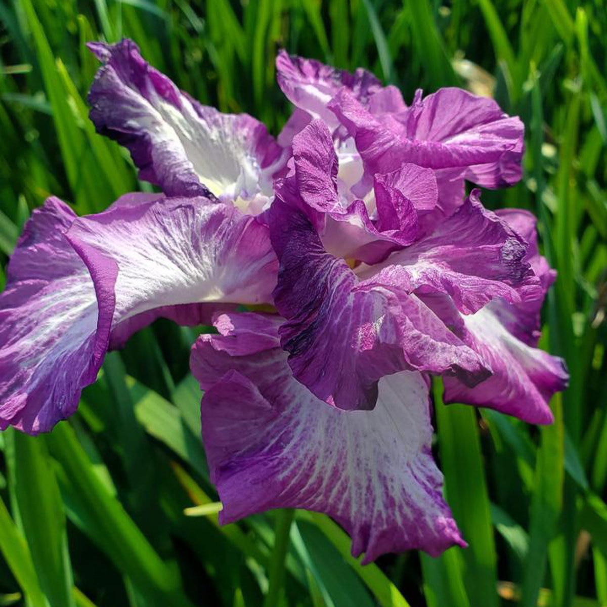 Iris Ensata Lion King Iris | SiteOne