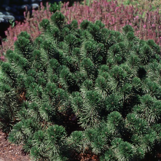 Pinus Mugo Valley Cushion Dwarf Mountain Pine | SiteOne