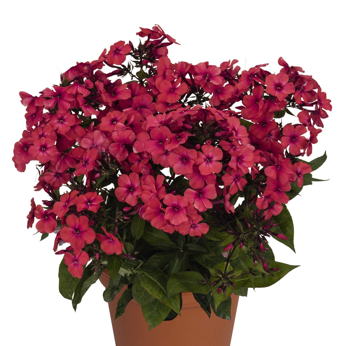 Phlox Paniculata Flame Red Tall Garden Phlox | SiteOne