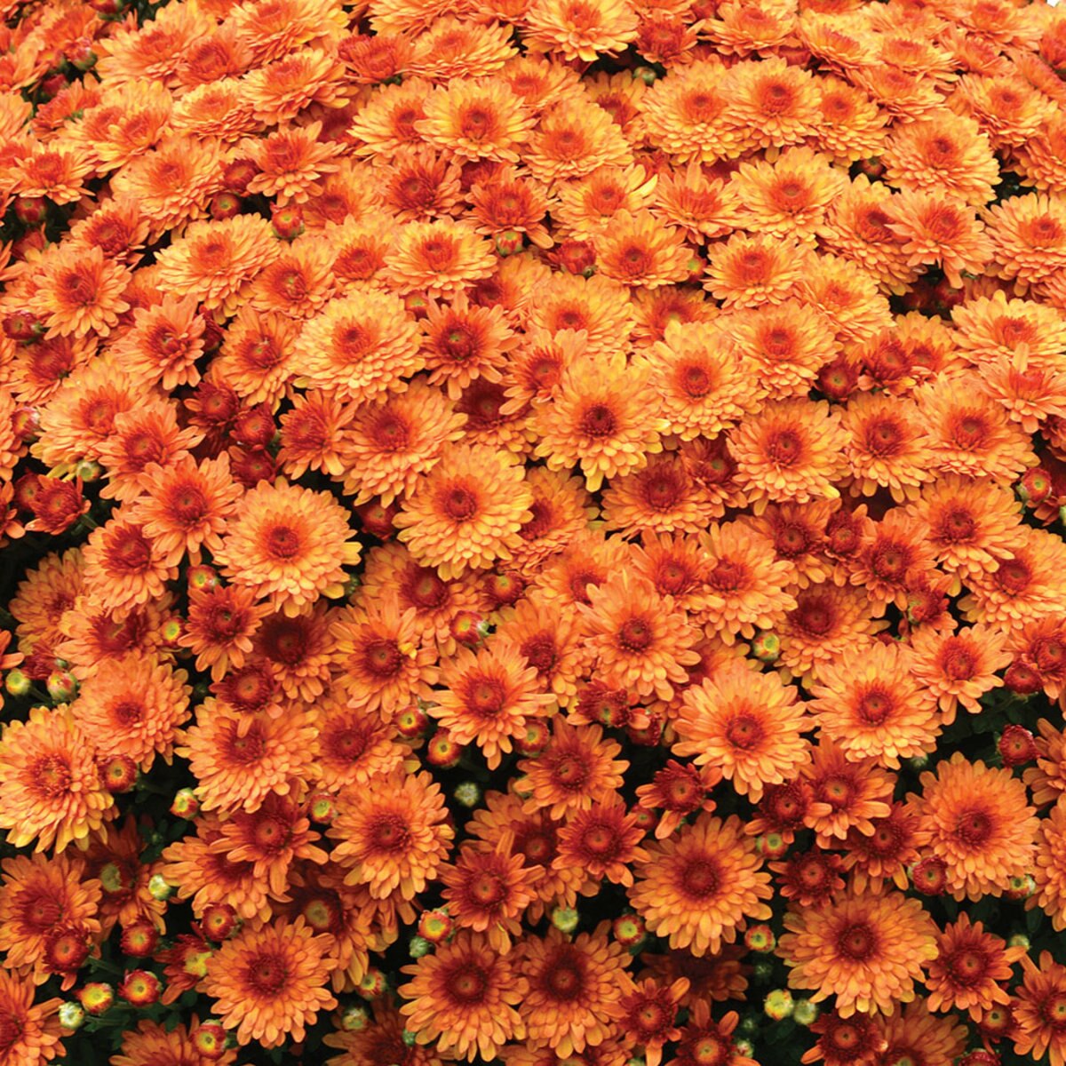 Chrysanthemum X Morifolium Beverly Orange Garden Mum | SiteOne