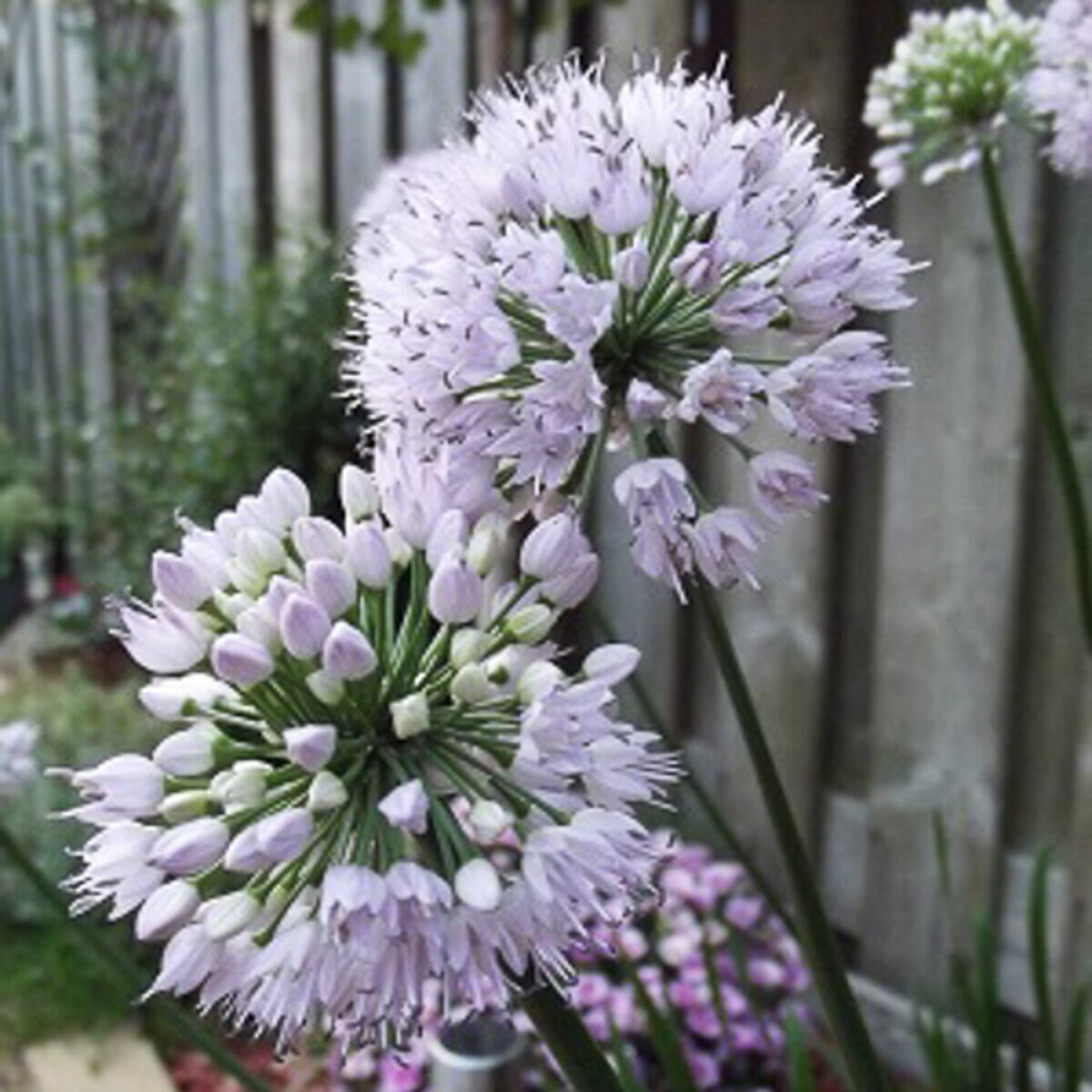 Allium Tanquticum 'Summer Beauty' Ornamental Onion | SiteOne