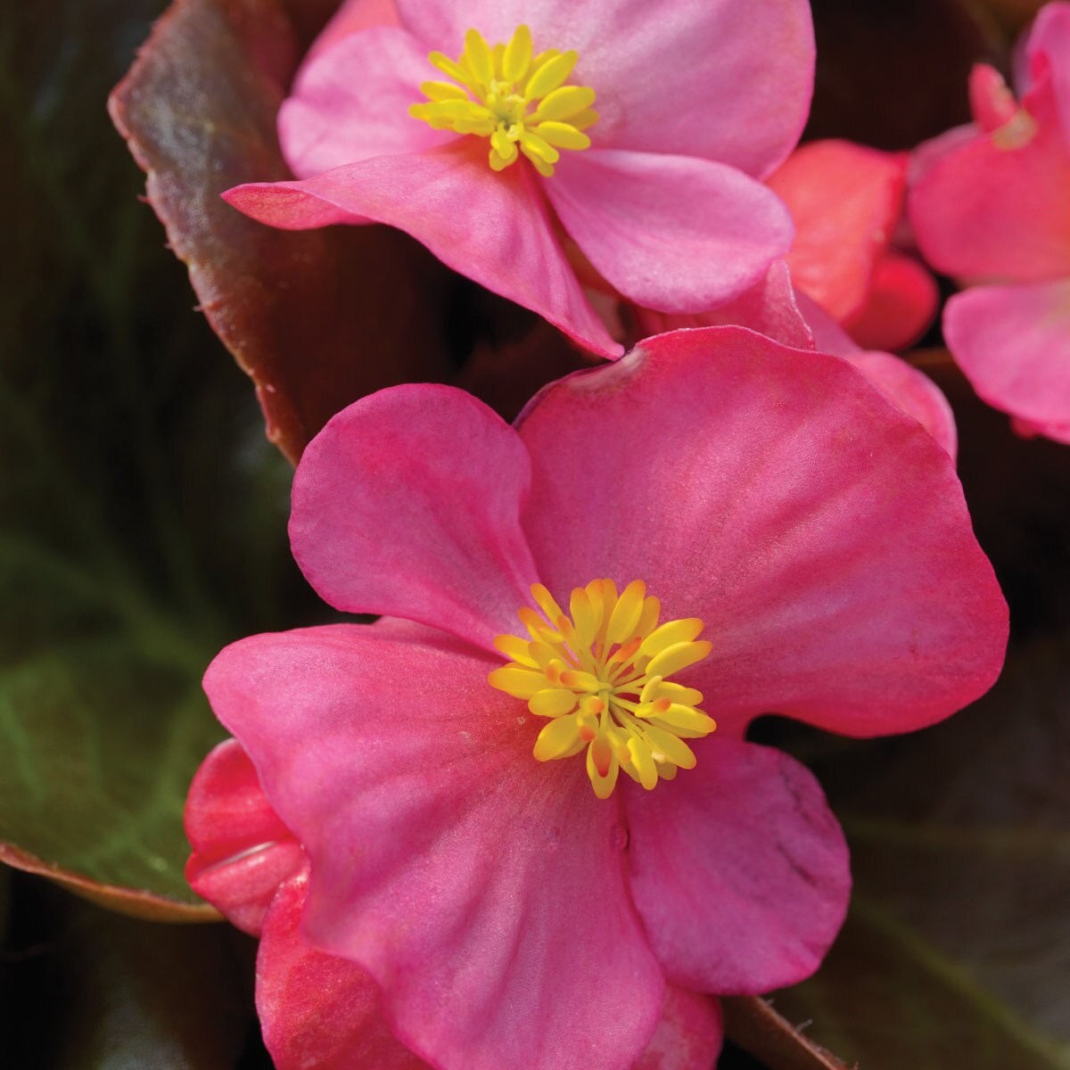 Begonia Semperflorens Bada Boom Rose Bronze Leaf Wax Be | SiteOne