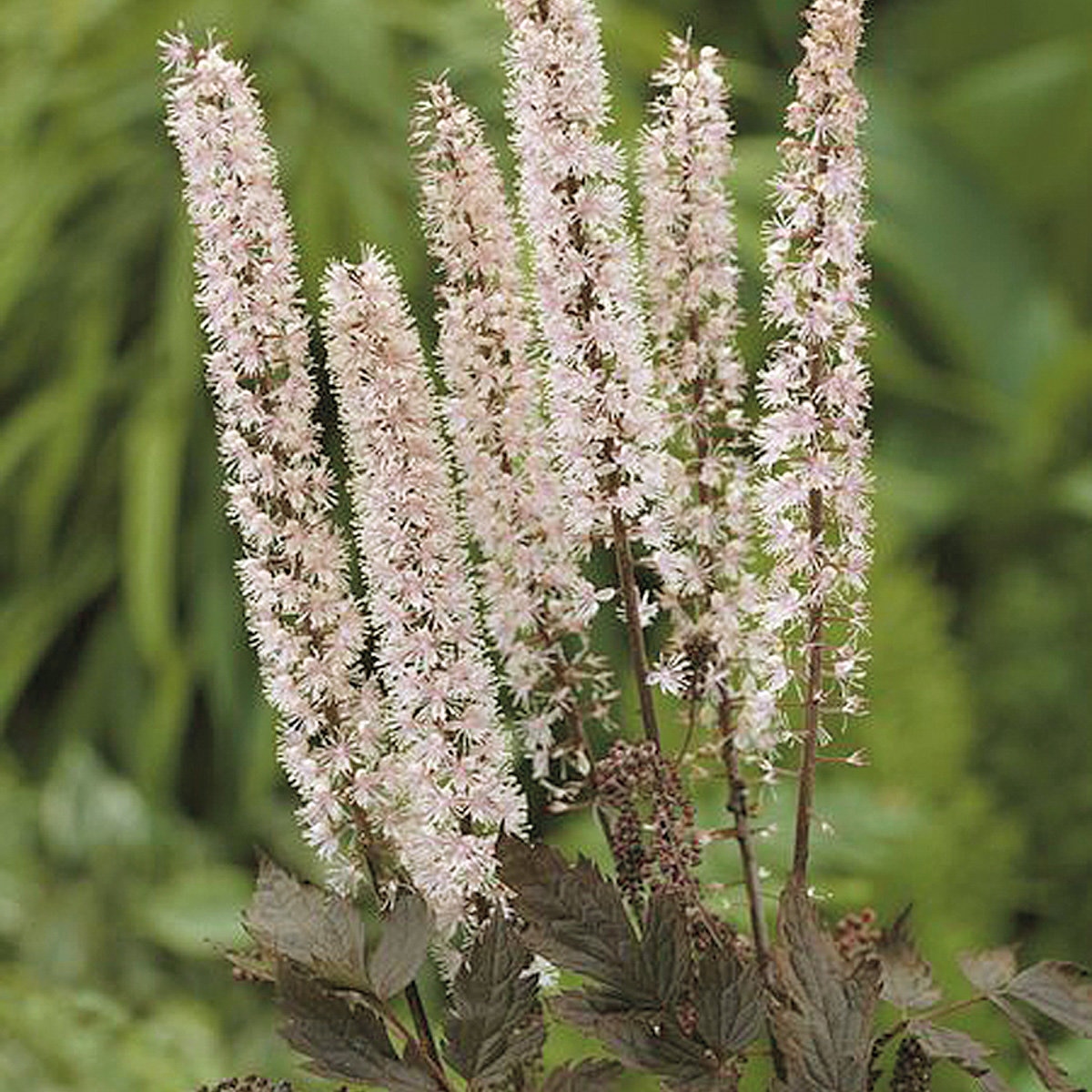 Actaea (Cimicifuga) Simplex Pink Spike Bugbane | SiteOne