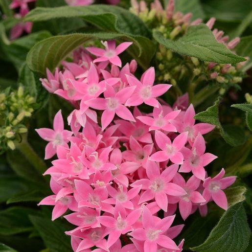Pentas Lanceolata Lucky Star Pink Egyptian Starcluster | SiteOne