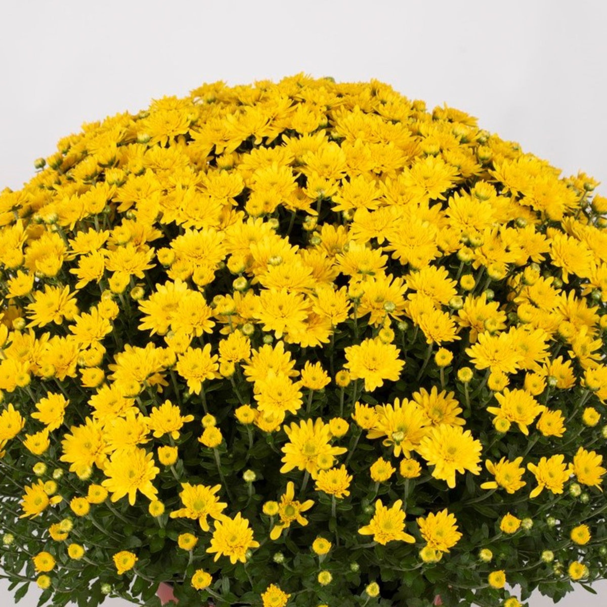 Chrysanthemum X Morifolium Beverly Gold Garden Mum | SiteOne