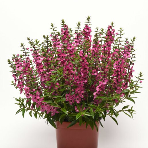 Angelonia Angustifolia Serena Rose Summer Snapdragon | SiteOne