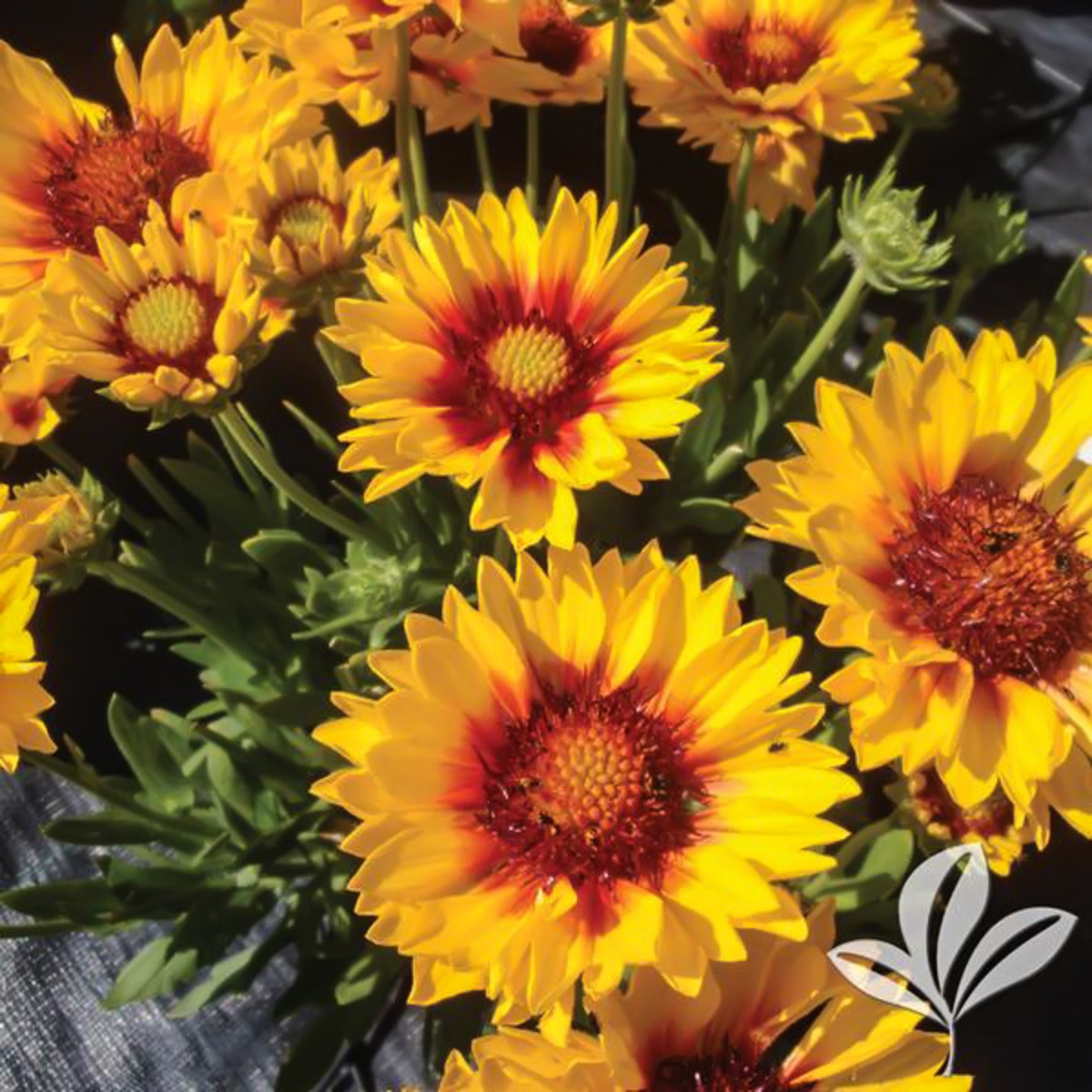 Gaillardia X Grandiflora Sunset Sunrise Blanket Flower | SiteOne