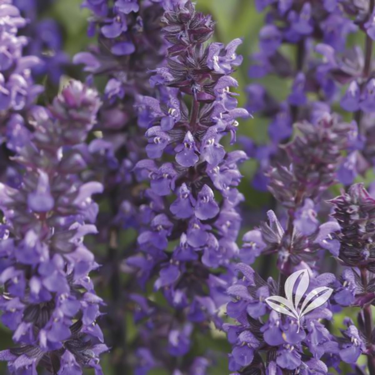 Salvia Nemorosa New Dimension Blue Woodland Sage | SiteOne